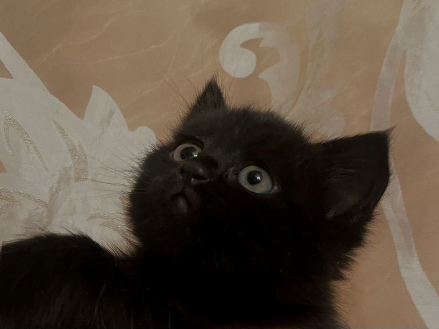 Британские котята