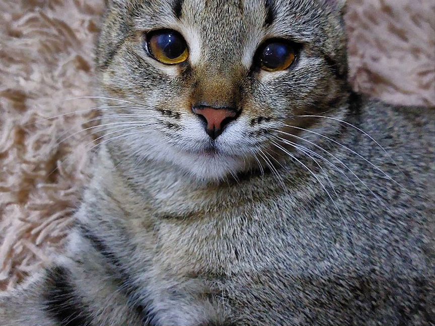 Котёнок- подросток