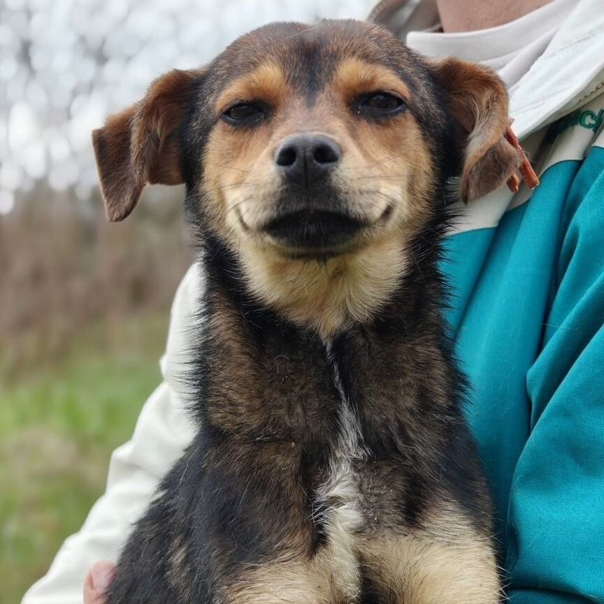 Щенок в добрые руки