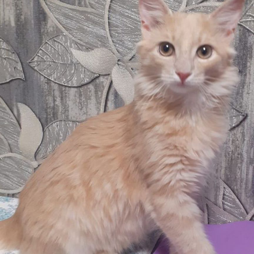 Котёнок Кокос