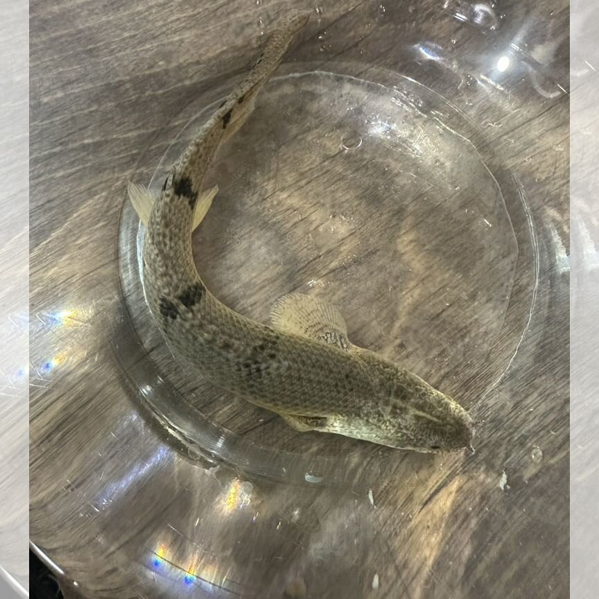 Полиптерус