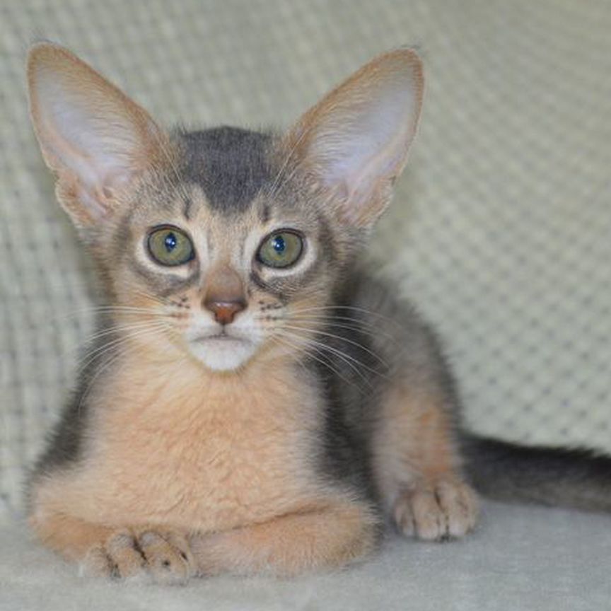 Абиссинка из питомника