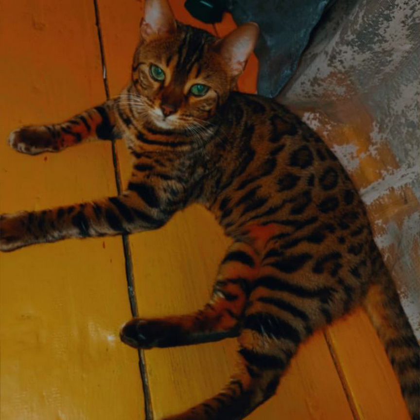 Бенгальская кошка