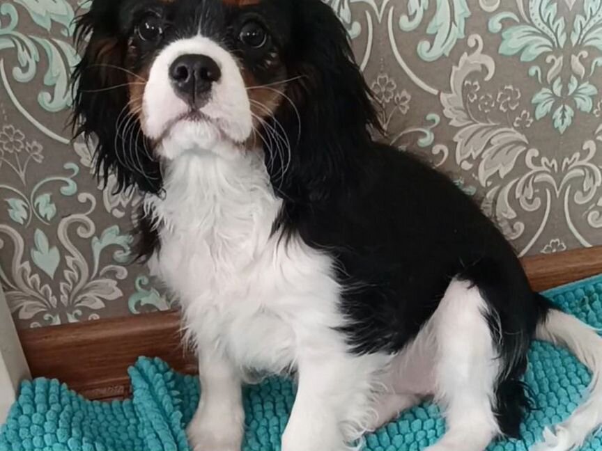 Девочка 3 мес