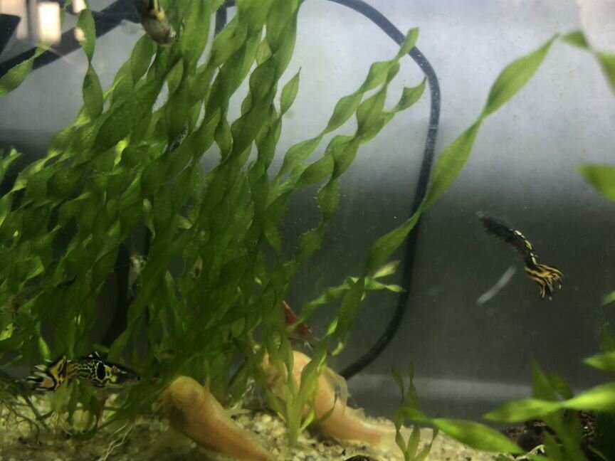 Аквариумное растение валлиснерия