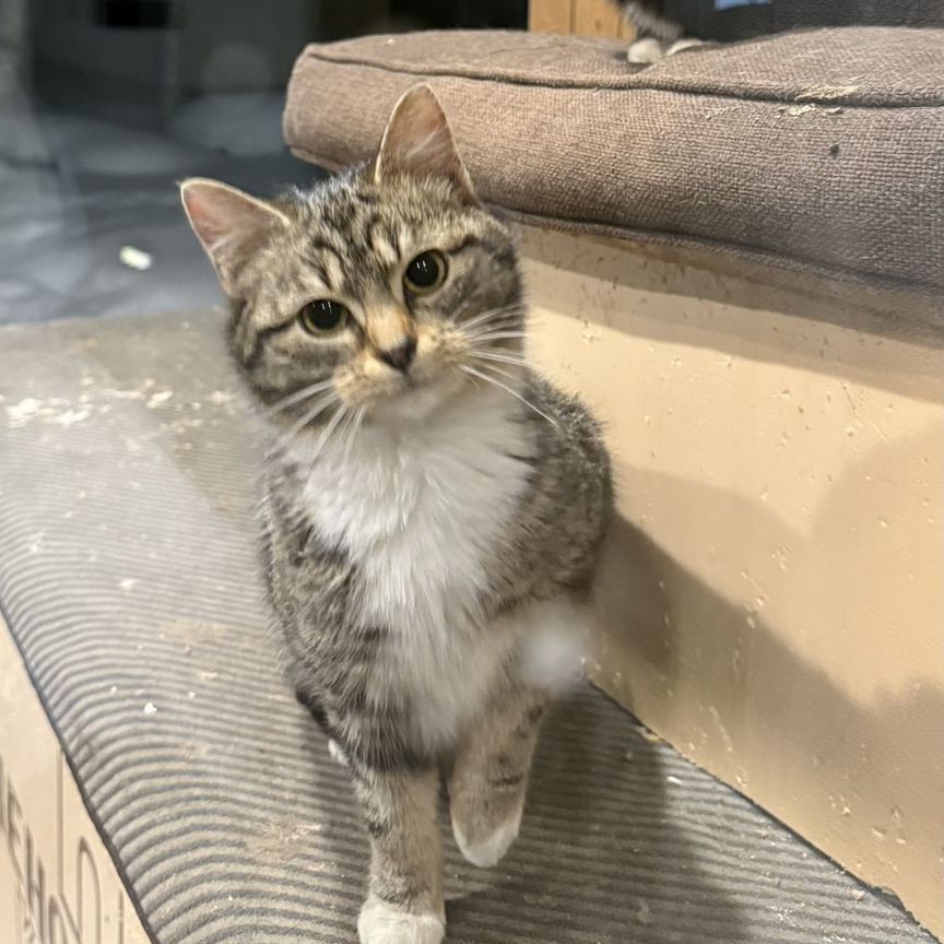 Котёнок в добрые руки