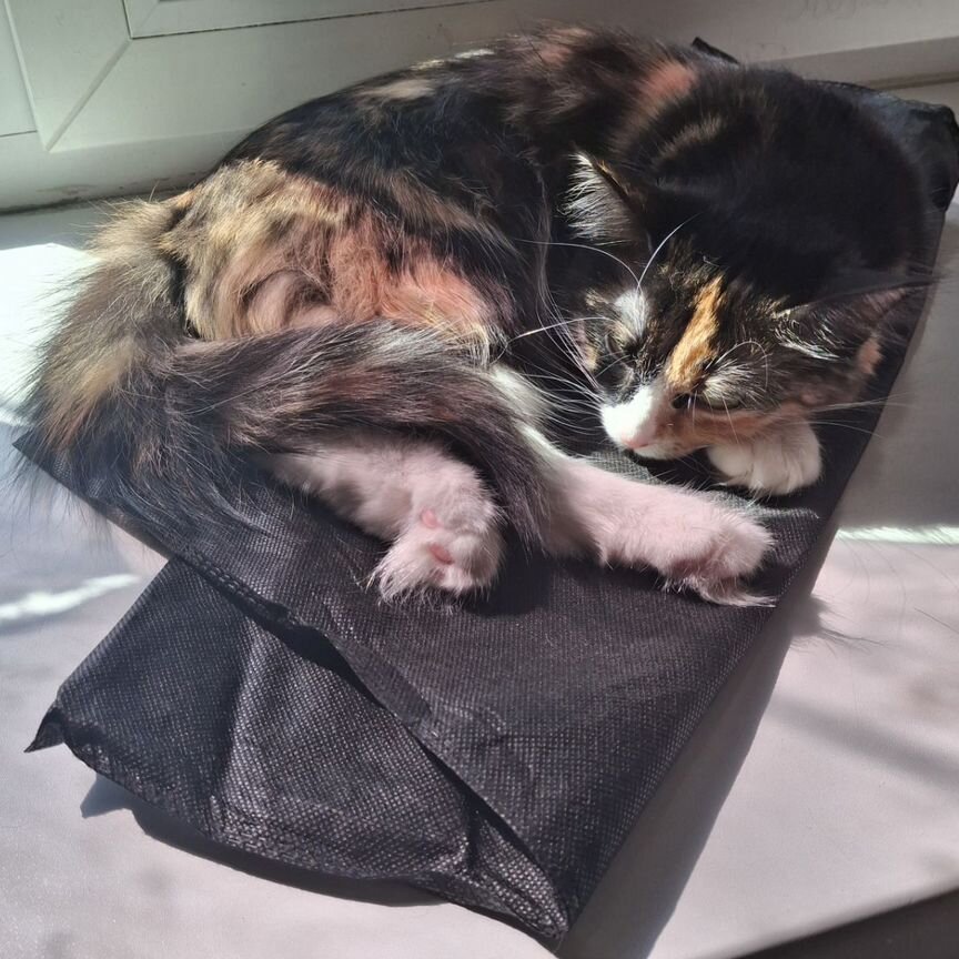 Британский короткошёрстный котёнок