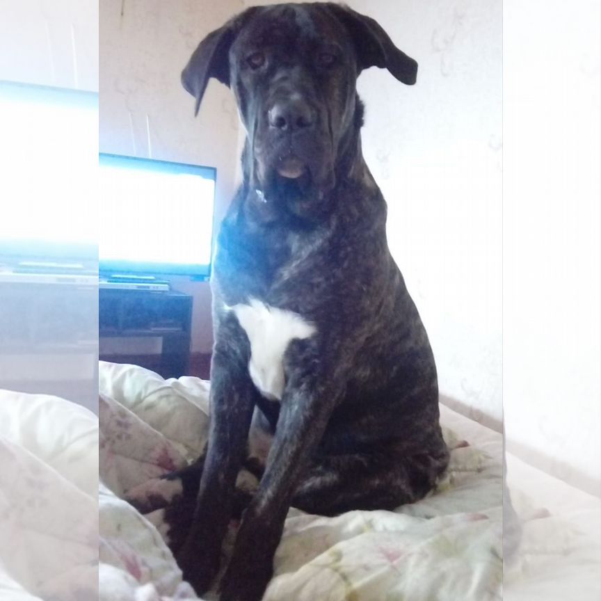 Отдам в добрые руки Кане Корса