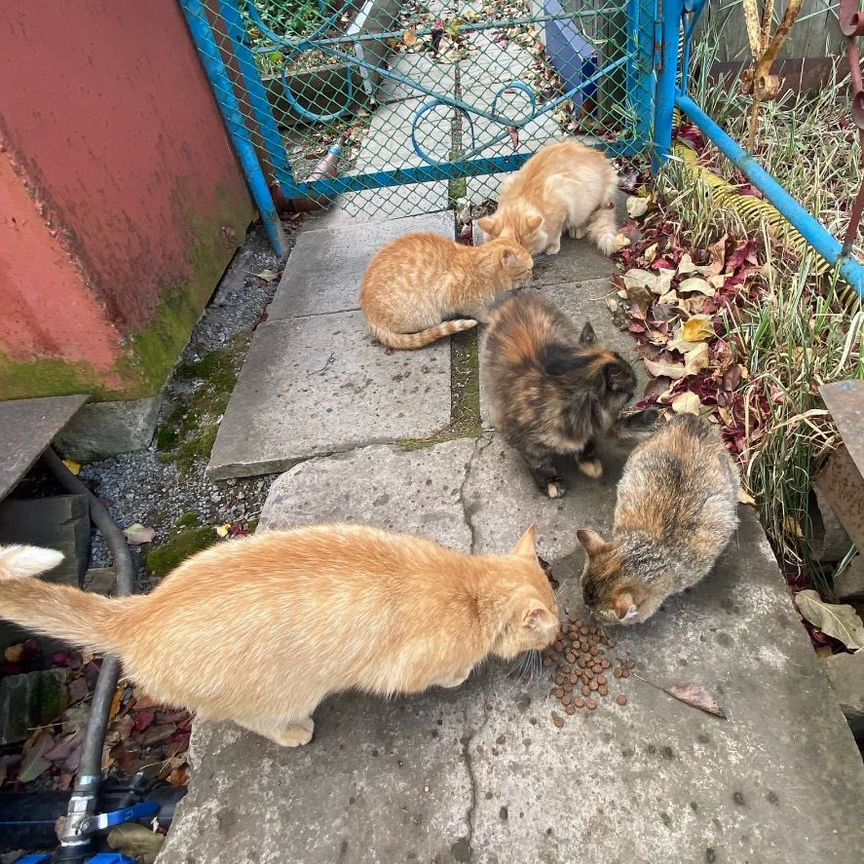 Котятам нужна помощь
