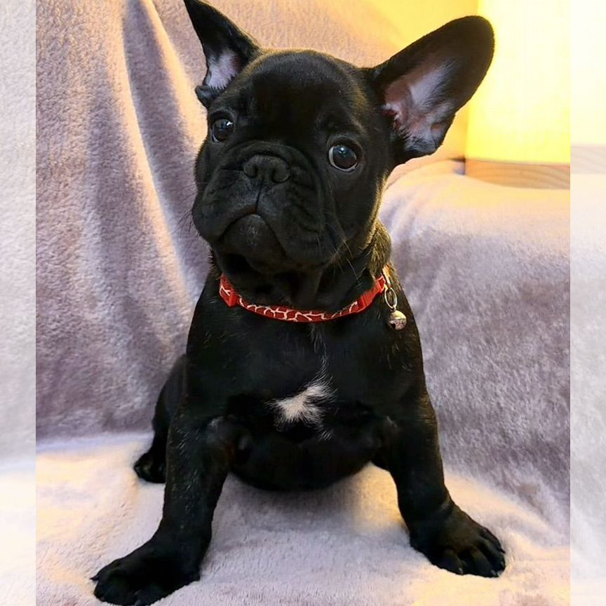 Французский бульдог, щенок