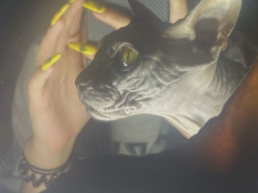 Кошка сфинкс для вязки