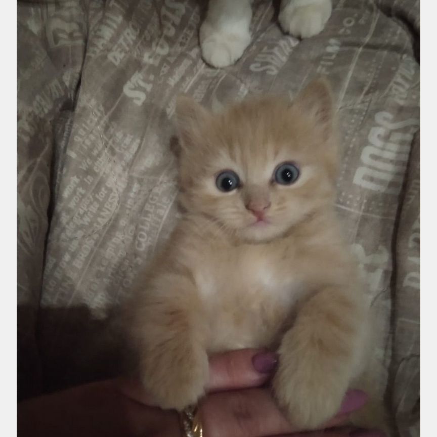 Котята в добрые руки