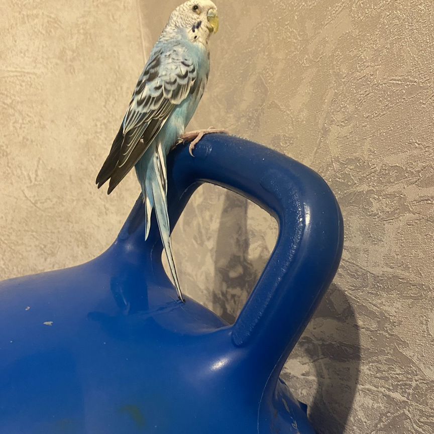 Волнистый попугай