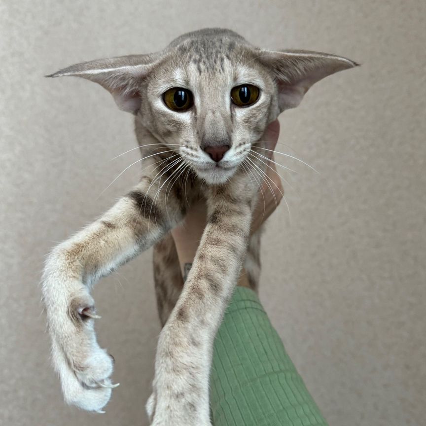 Ориентальные котята экстрим