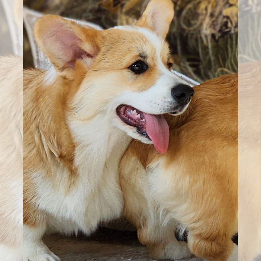 Красивейший щенок