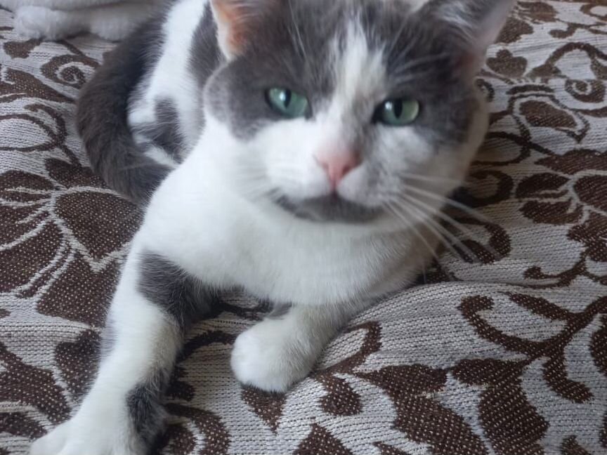 Котик с СНТ