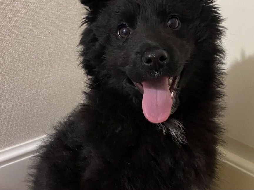 Щеночек в добрые руки