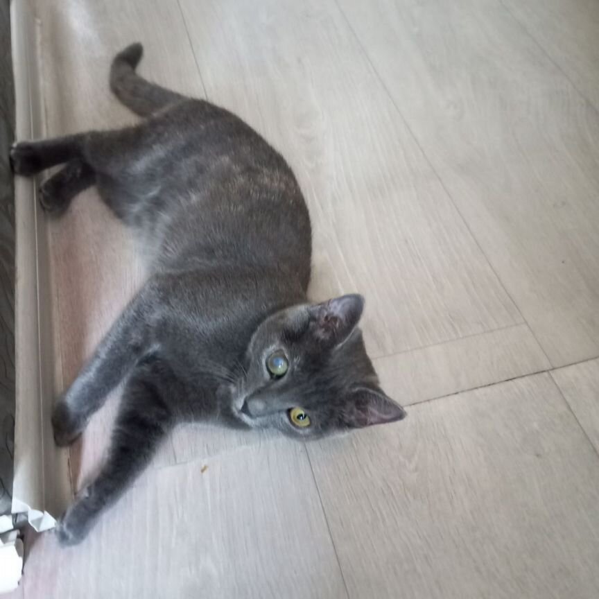 Котёнок в добрые руки