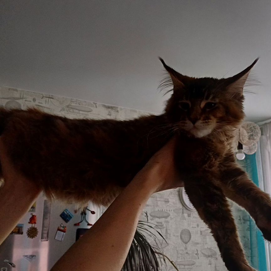 Котята мейн-кун