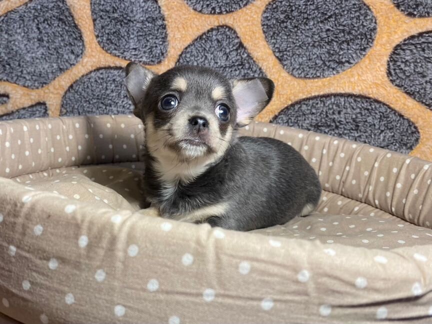 Голубая мини девочка