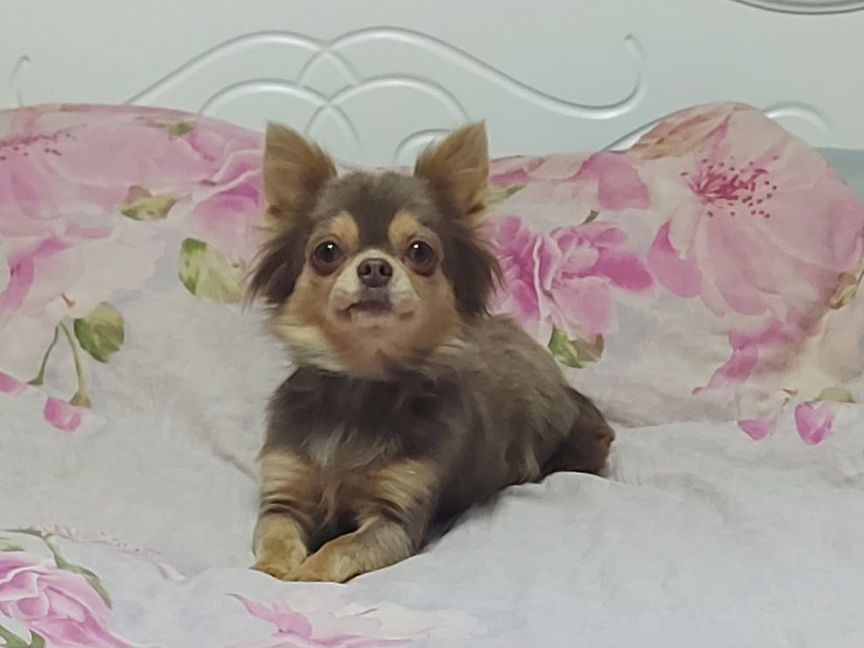 Чихуахуа девочка лиловая