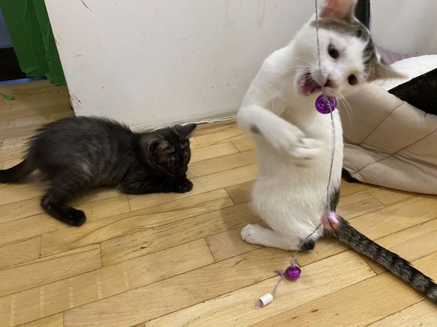 Котенок, слово пацана Только в добрые руки