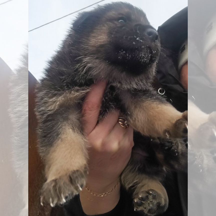 Немецкая овчарка, щенок