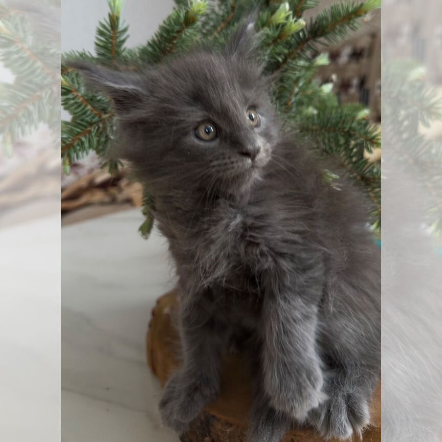 Мейн-кун котёнок