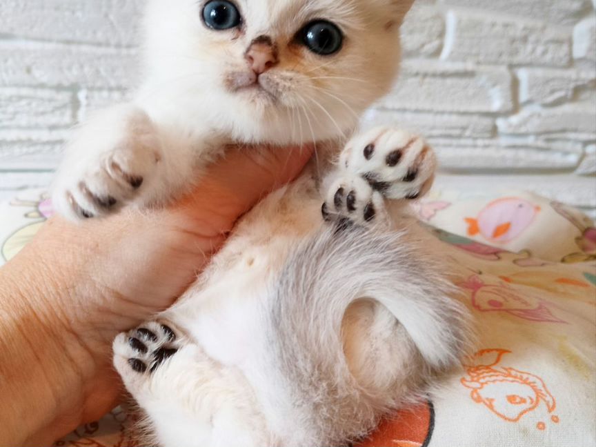 Серебристая завуалированная шиншилла