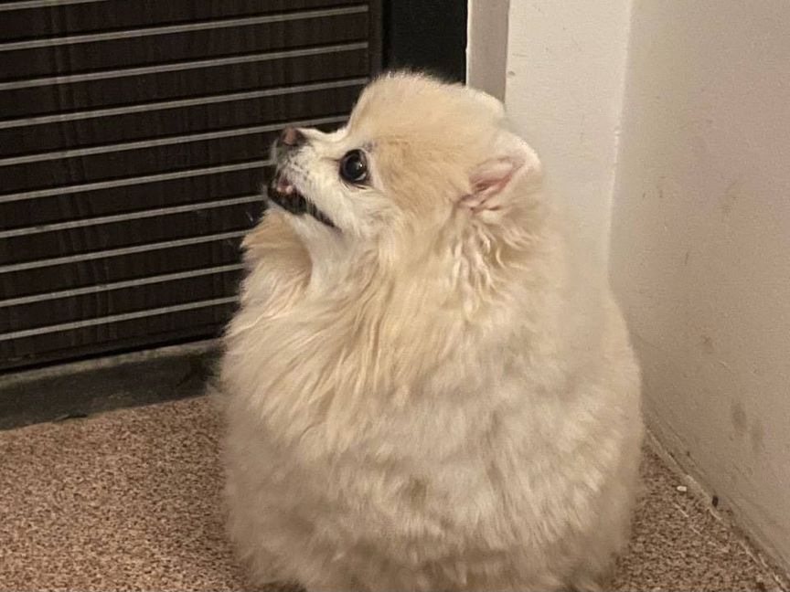 Найден щенок шпиц вернем хозяевам