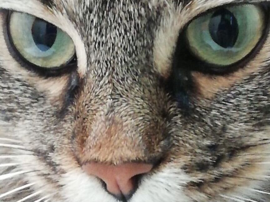 Кошка 5 лет
