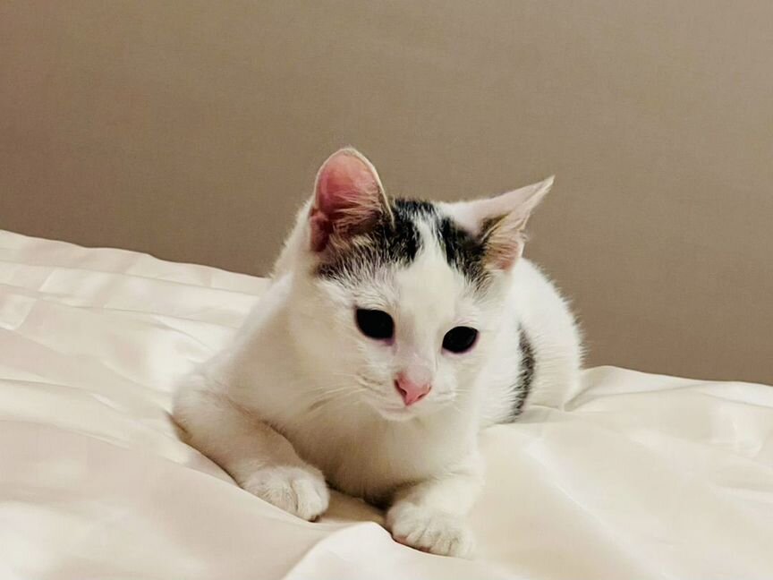Веселый котенок для семьи