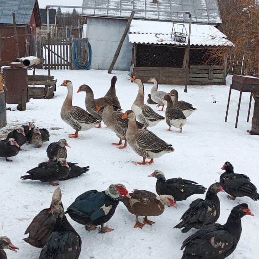 Продам Индо уток