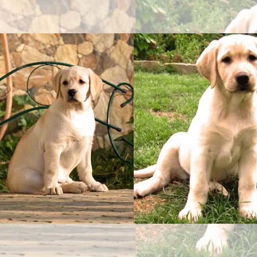 Лабрадор-ретривер, щенок