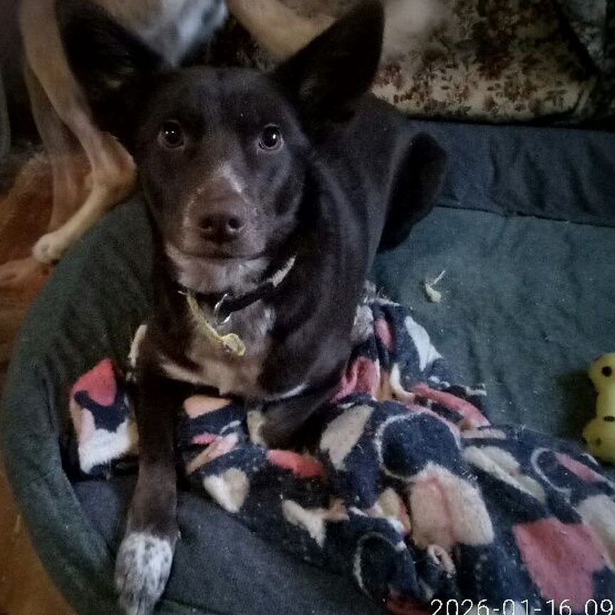 Взрослая собака в добрые руки