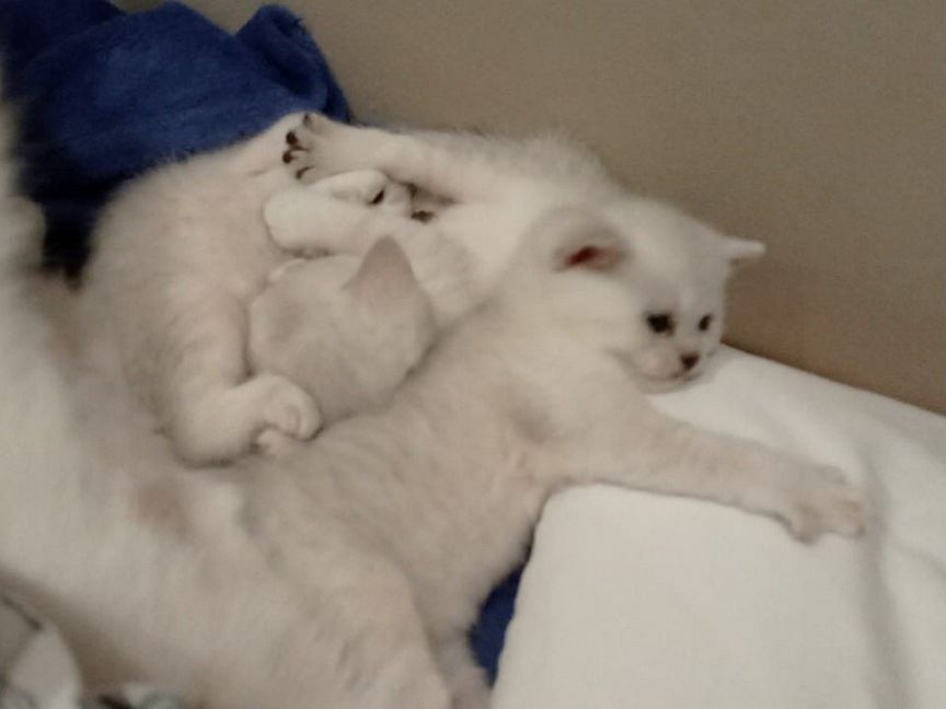 Котята серебристые шиншилы