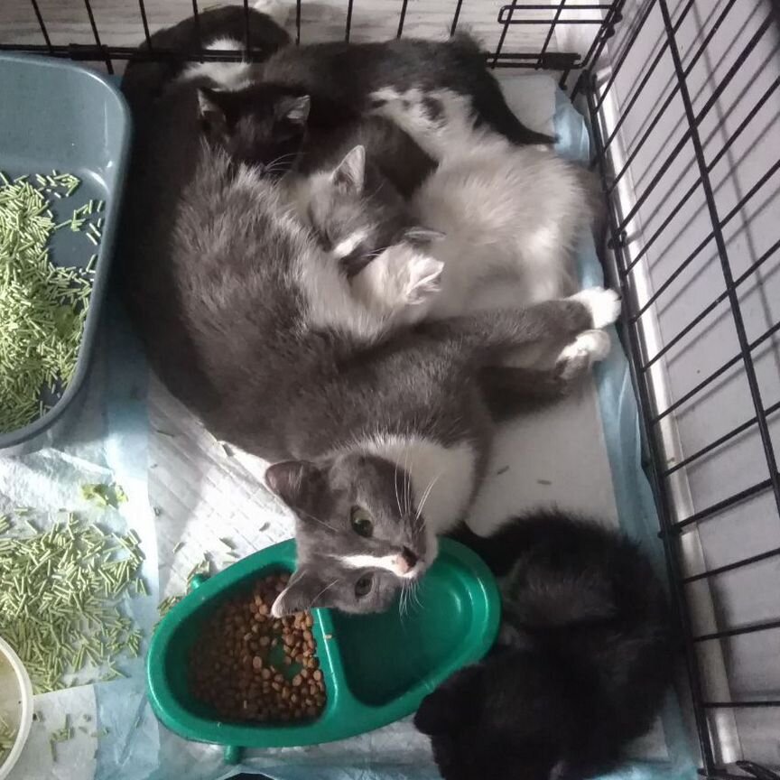 4 котёнка из подвала