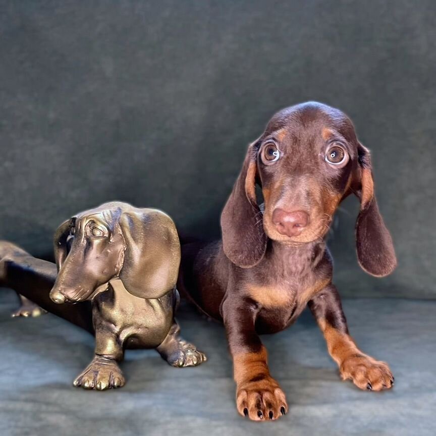 Мини такса мальчик 3-3.5 кг