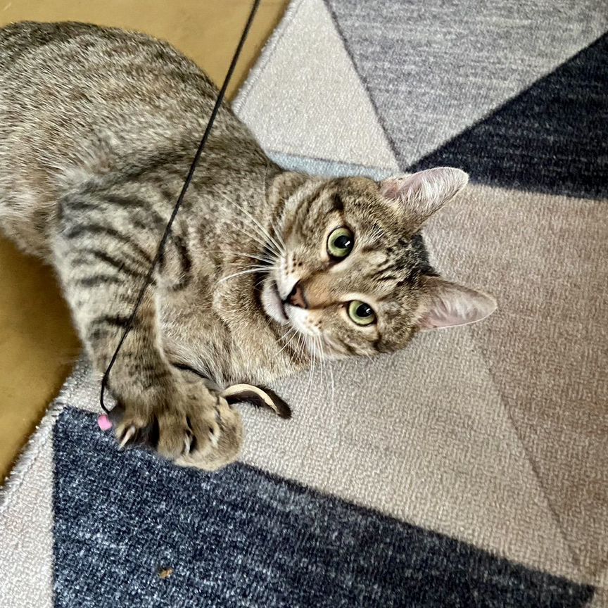 Пухлый котик