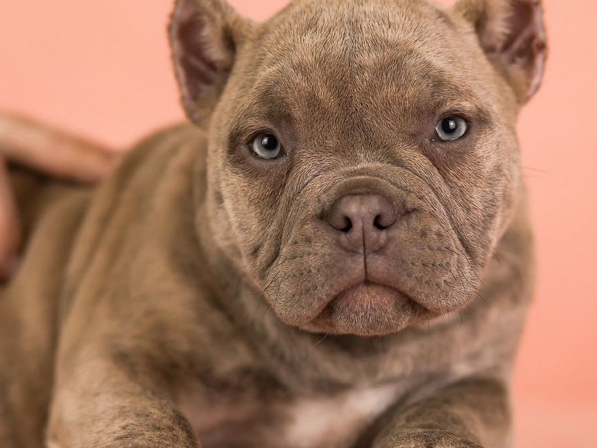 Американский булли