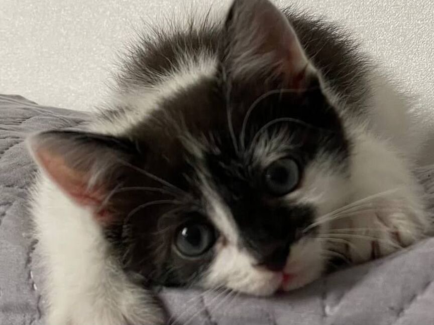 Котенок