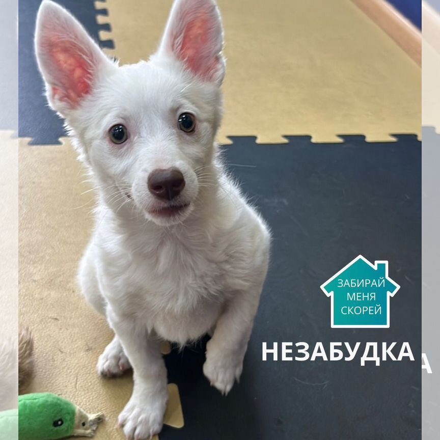 Собака в добрые руки. Несравненная Незабудка