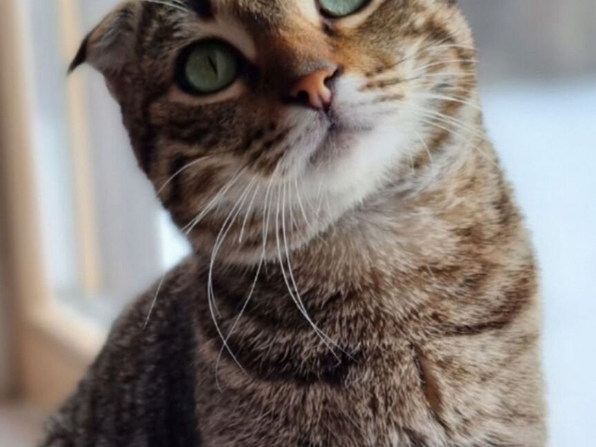 Зеленоглазый вислоухий котик Барин