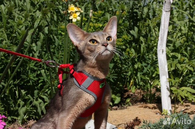 Абиссинские котята