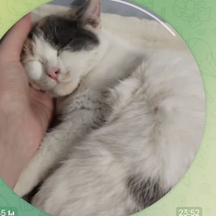 Котёнок в добрые руки