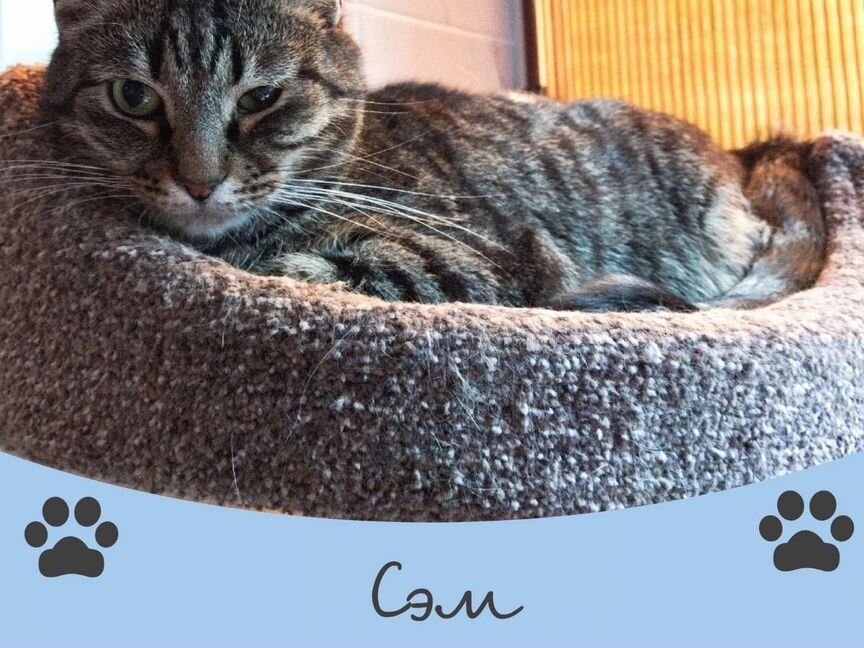 Кот Сэм