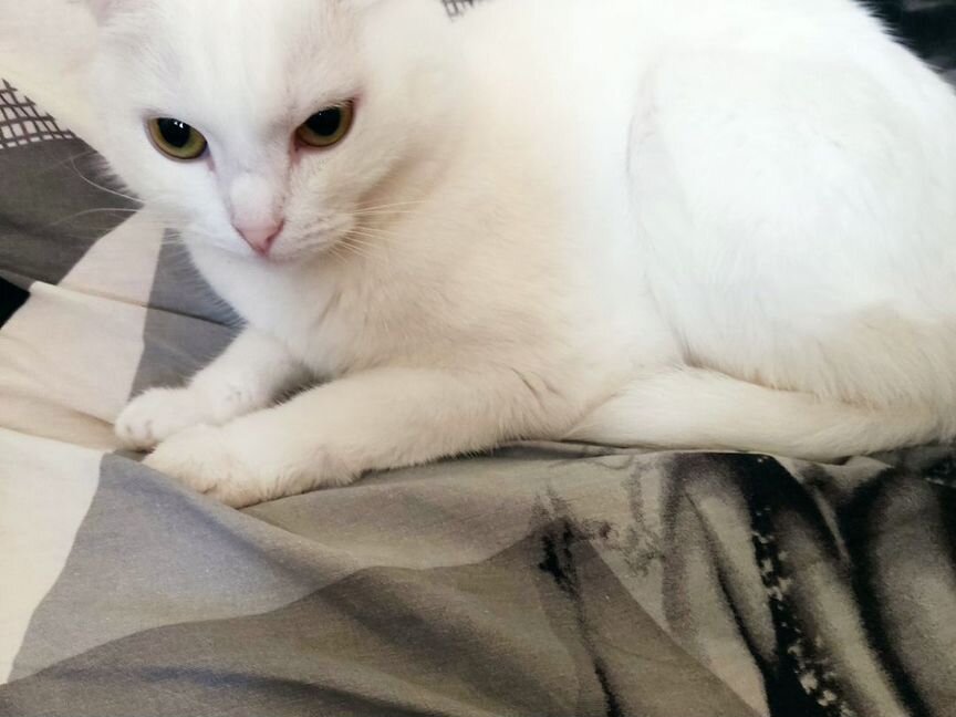 Молодая кошечка