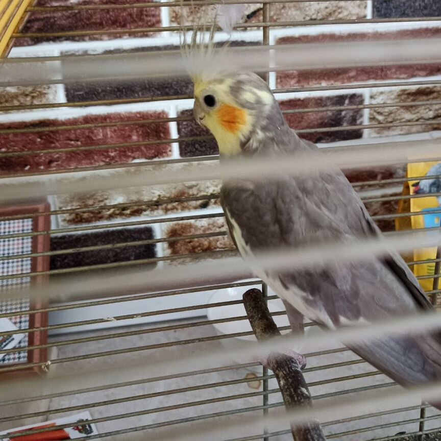 Попугай корелла с клеткой