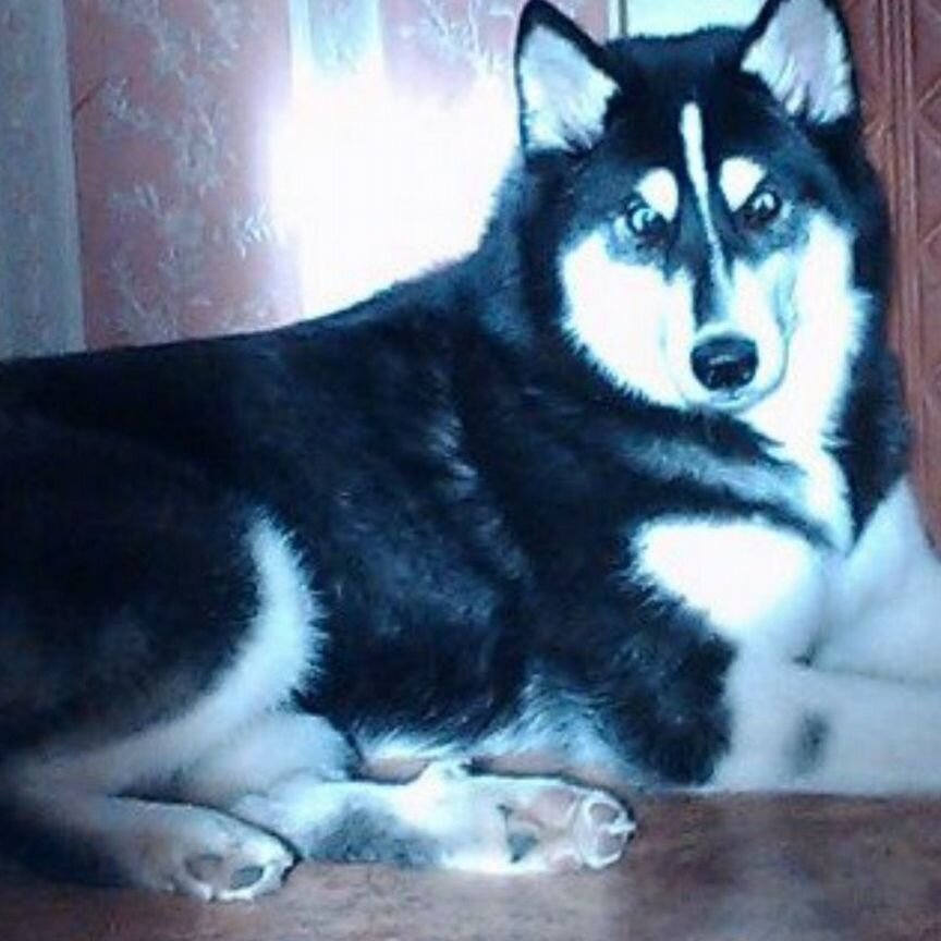 Сибирский хаски, взрослая собака