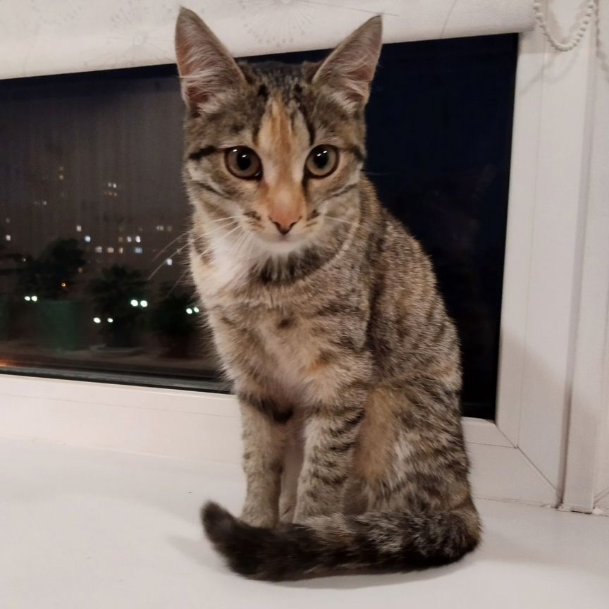 Котенок девочка в добрые руки